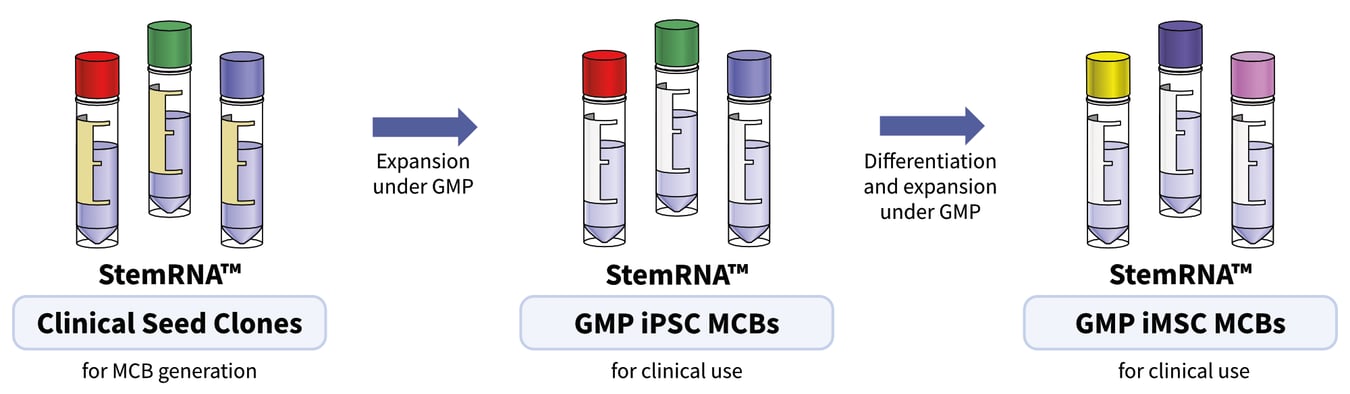 GMP Master Cell Bank (MCB) iPSC and iMSC Manufacturing Service